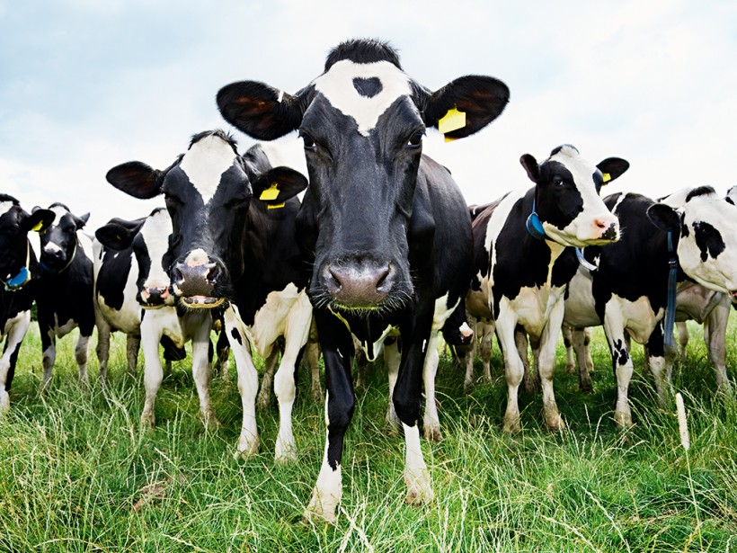 The case for and against farming subsidies – The New Economy